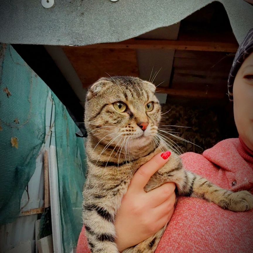 Найден кот вислоушка