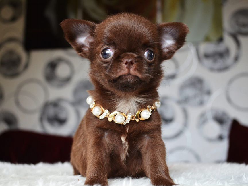 Чихуахуа кукольная девочка