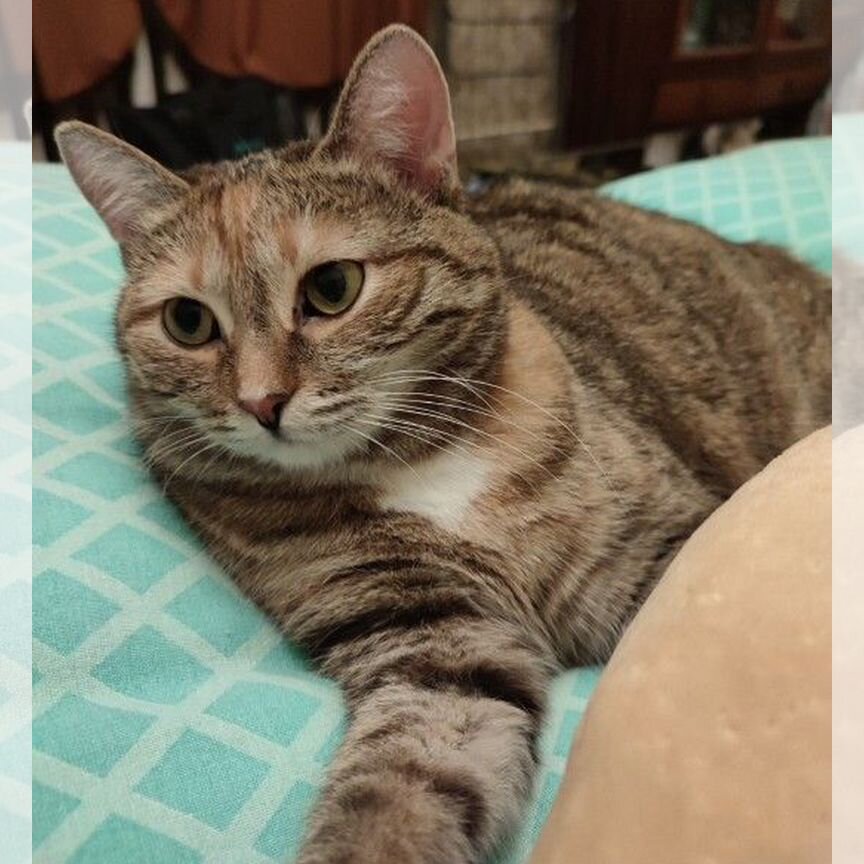 Кошка в добрые руки