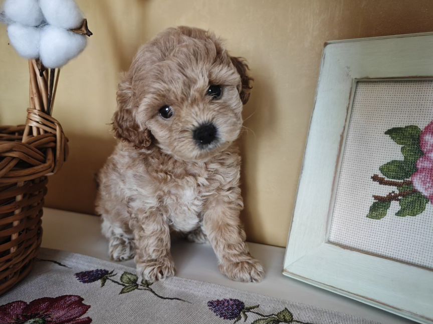 Мальтипушки плюшевые мишки