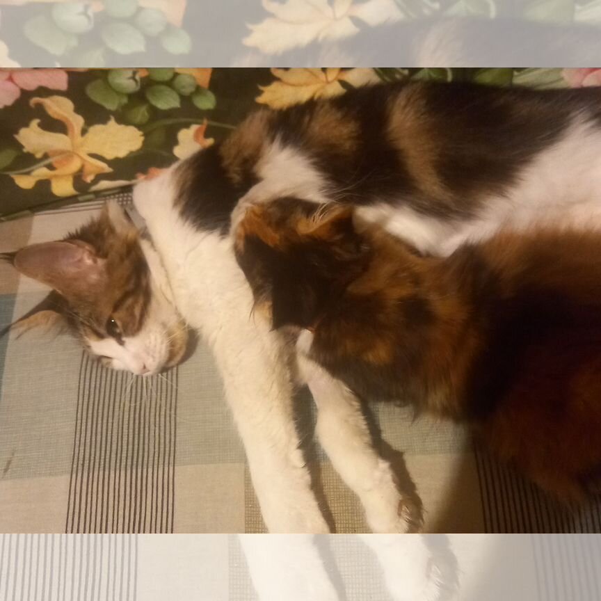 Котёнок, цветная кошечка
