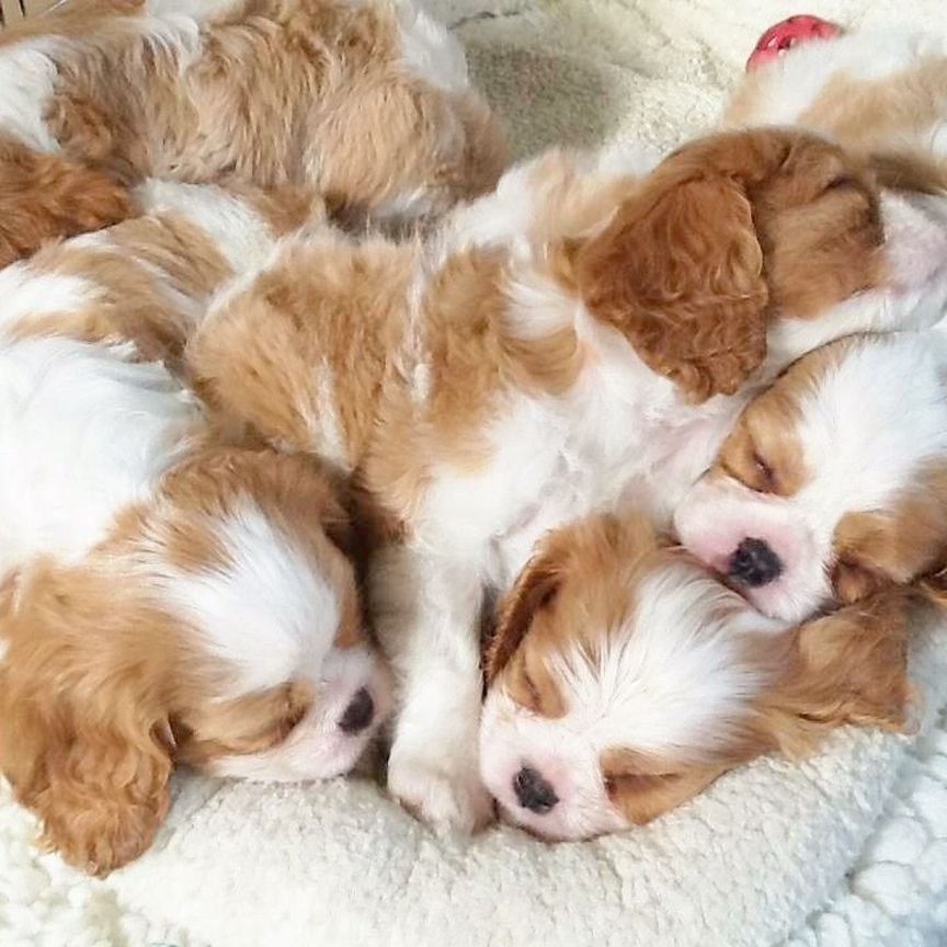 Кавалер кинг-чарльз-спаниель, щенок