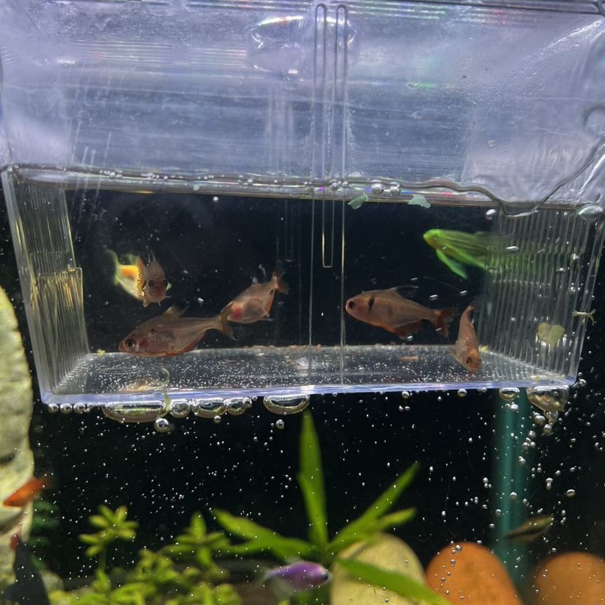 Аквариумные рыбки Тетра минор