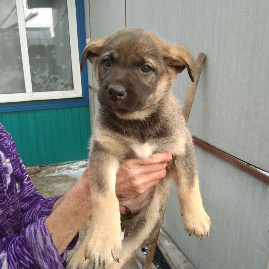 Щенки овчарки смесь