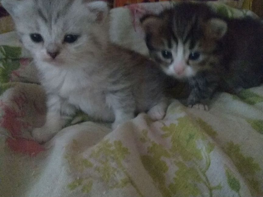 Кошка
