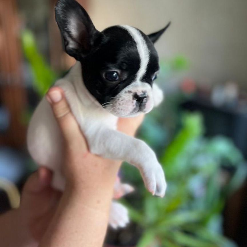 Французский бульдог щенки