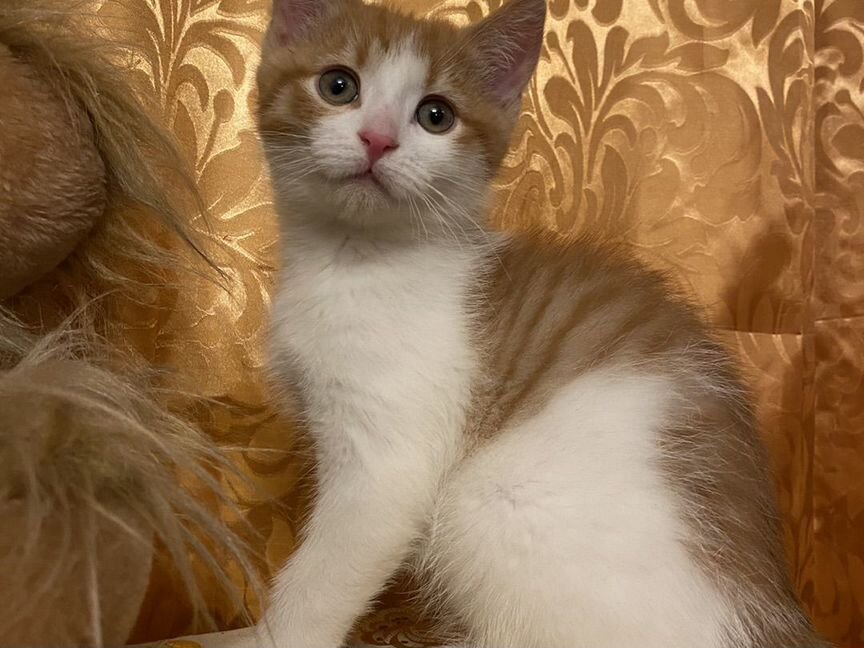 Котенок в добрые руки