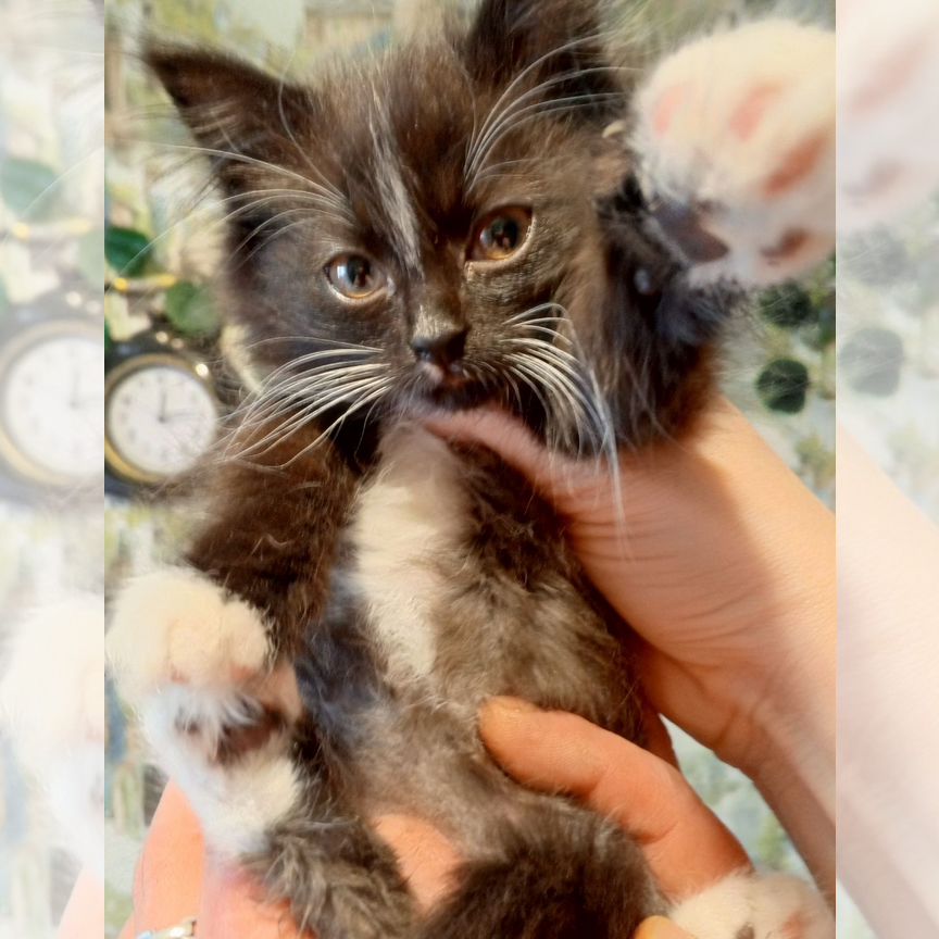 Сибирский котёнок