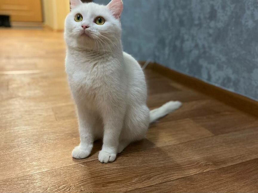Белая молодая кошечка