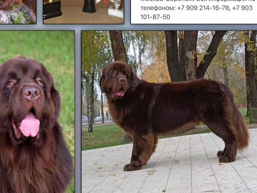 Кобель для вязки ньюфаундленд