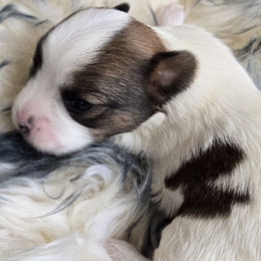 Йоркширский терьер, щенок