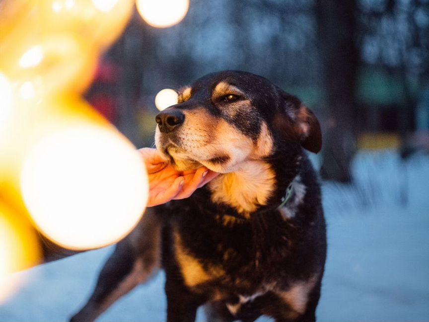 Собака в добрые руки (девочка)