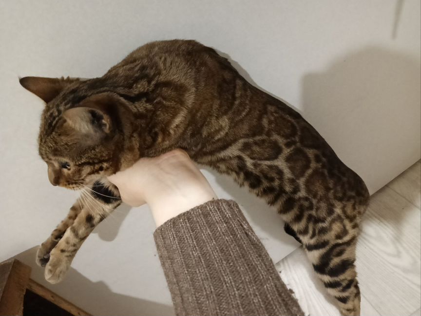 Бенгальская кошка