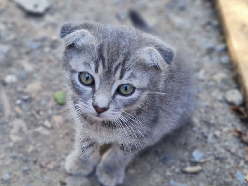 Котята в заботливые руки