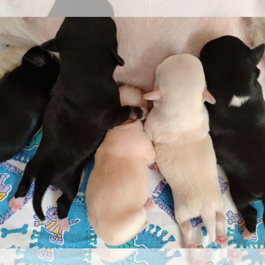 Щенки чихуахуа