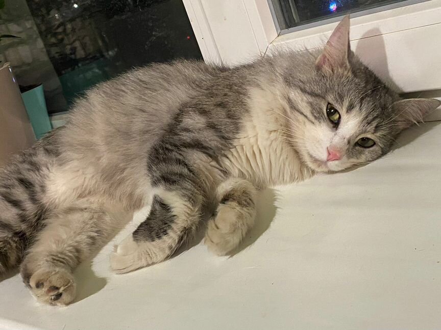 Котик в добрые руки