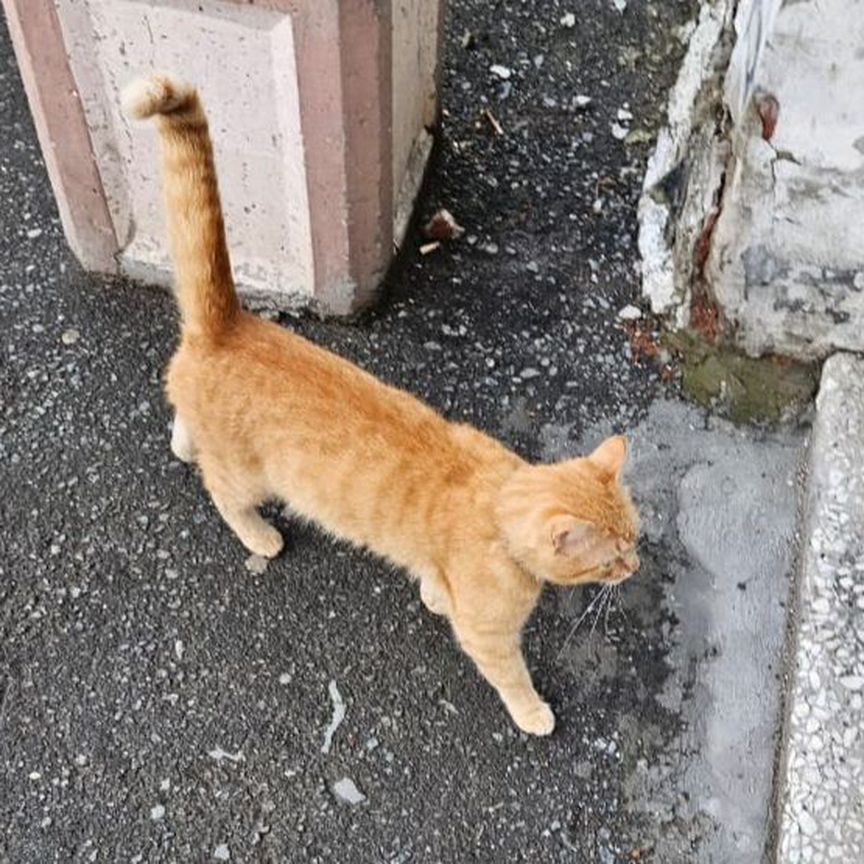 Котик