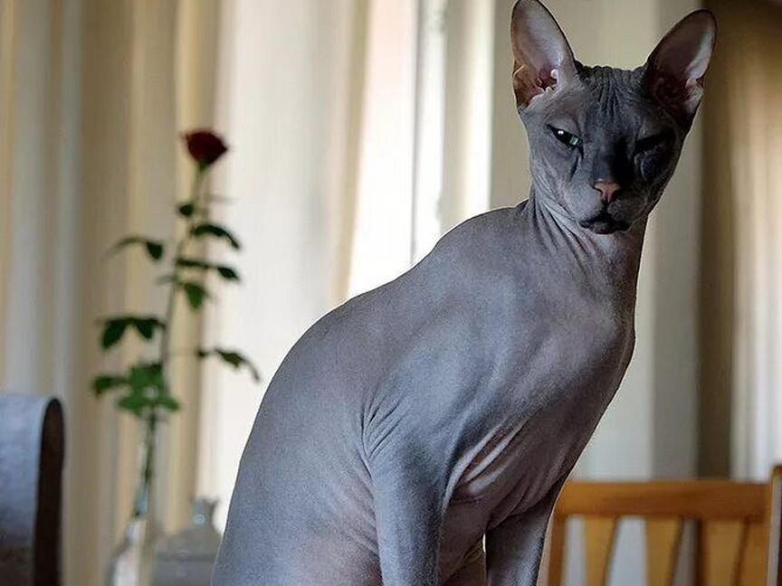 Донской сфинкс кот ищет дом