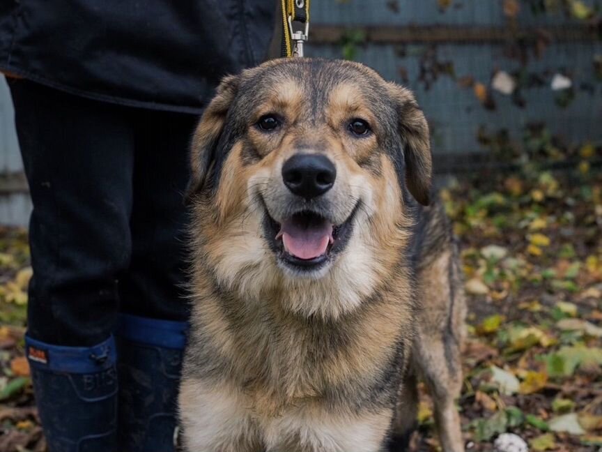 Собака в добрые руки