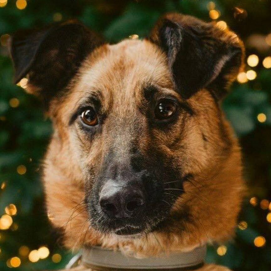 Взрослая собака в добрые руки