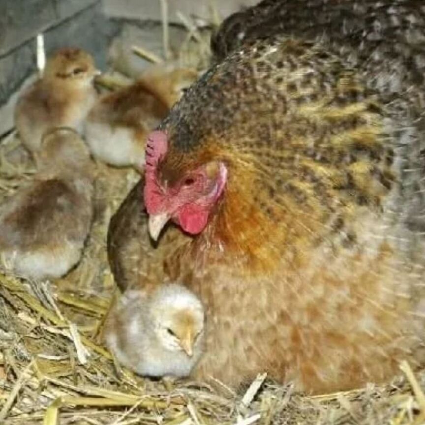 Продам курицу наседку с цыплятами, билефельдер