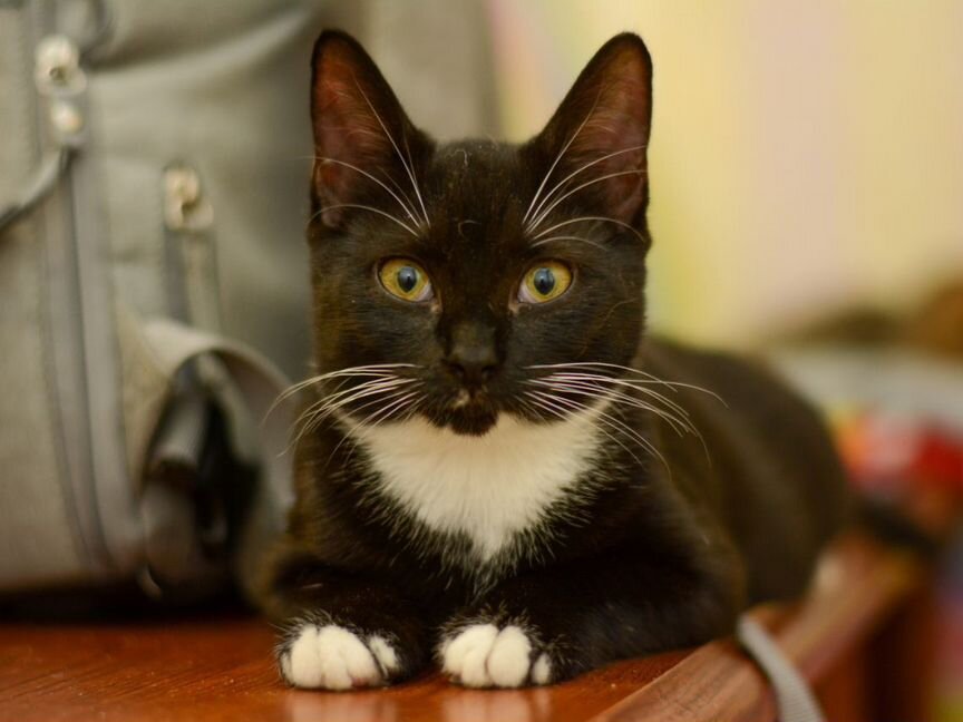 Киска-подросток очень хочет иметь свой дом