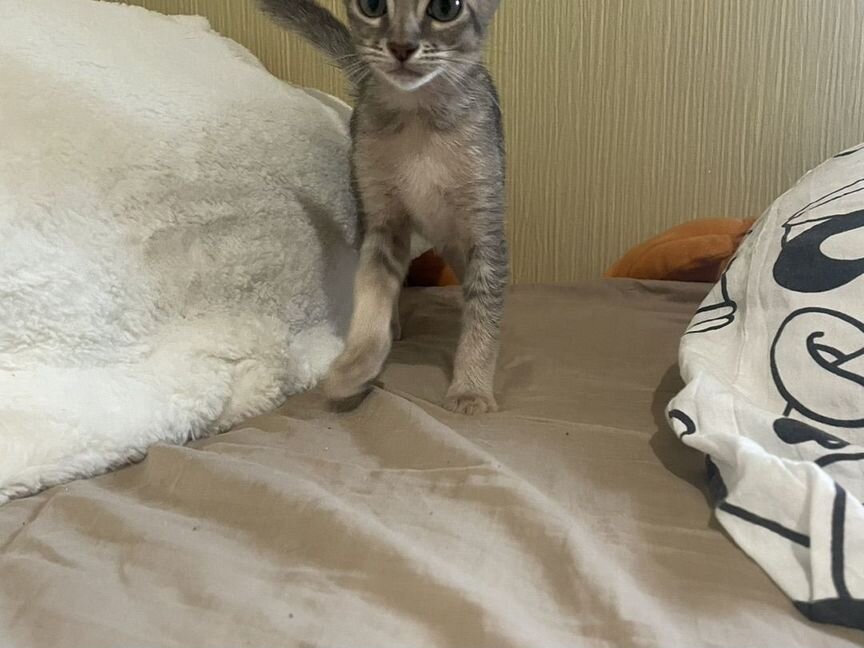 Саваннна ф4