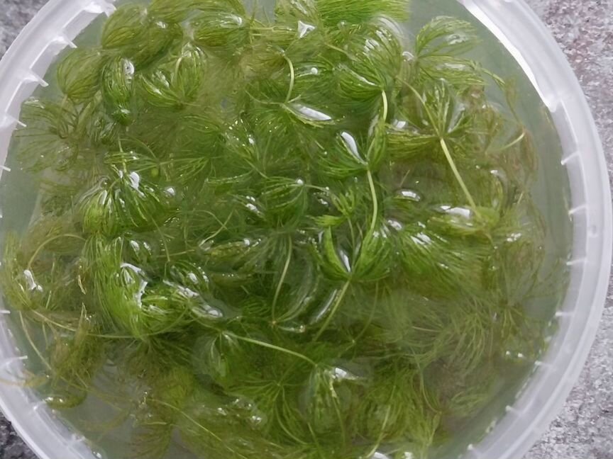 Аквариумное растение