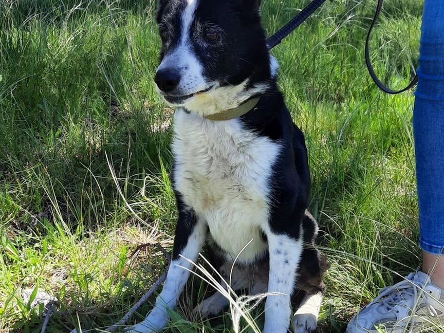 Спаси старичка Рекса с отлова