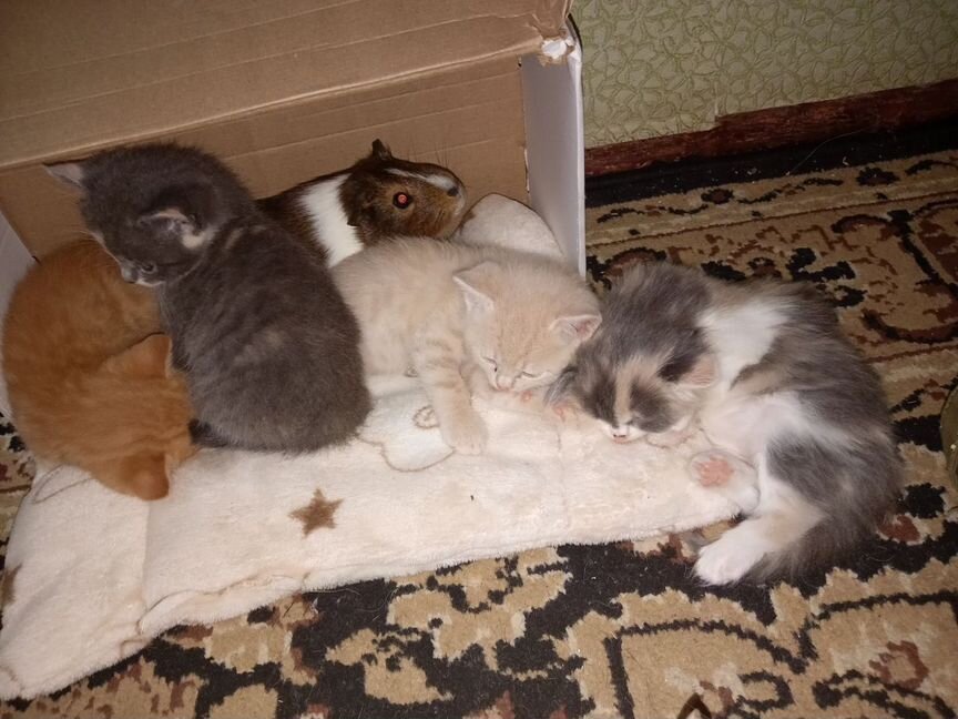 Котята прирученные к горшку и едят всё