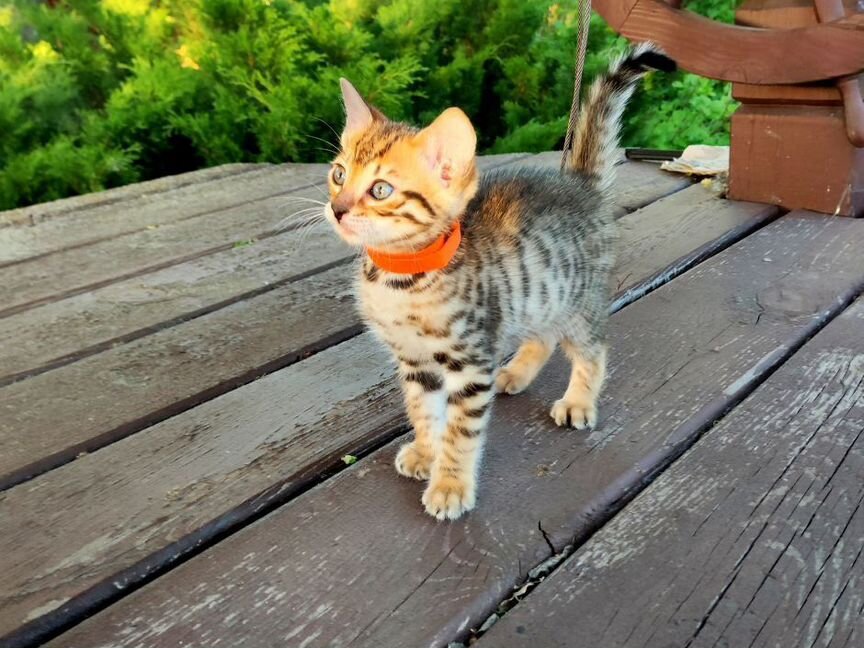 Бенгальские котята