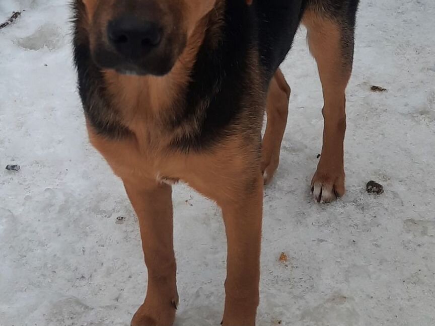 Собака Луша 6 мес