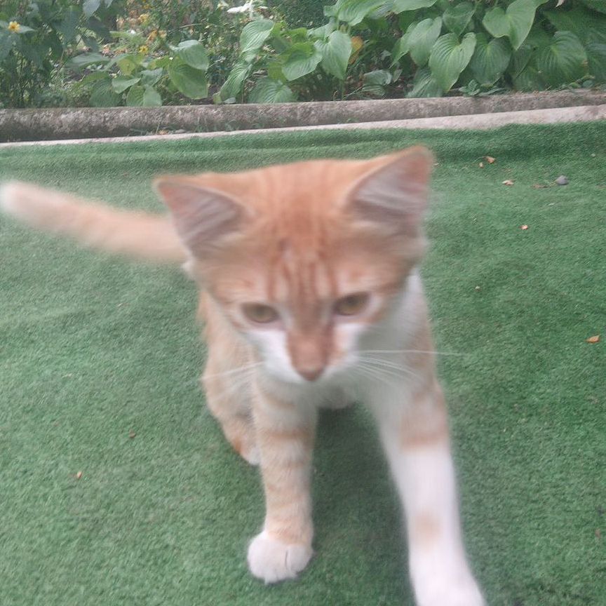 Рыжий котенок