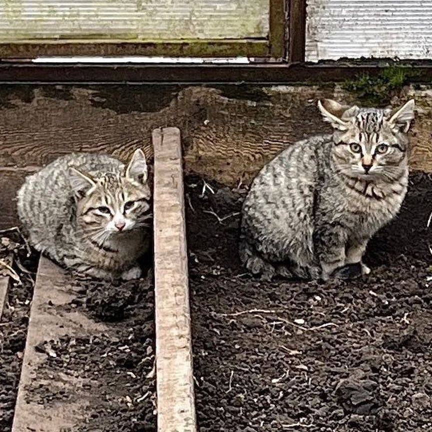 Европейский короткошёрстный котёнок