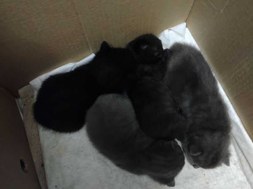 Отдам в добрые руки котят