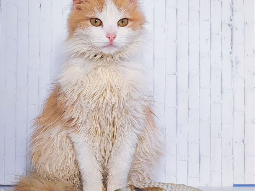 Котик Хвостик