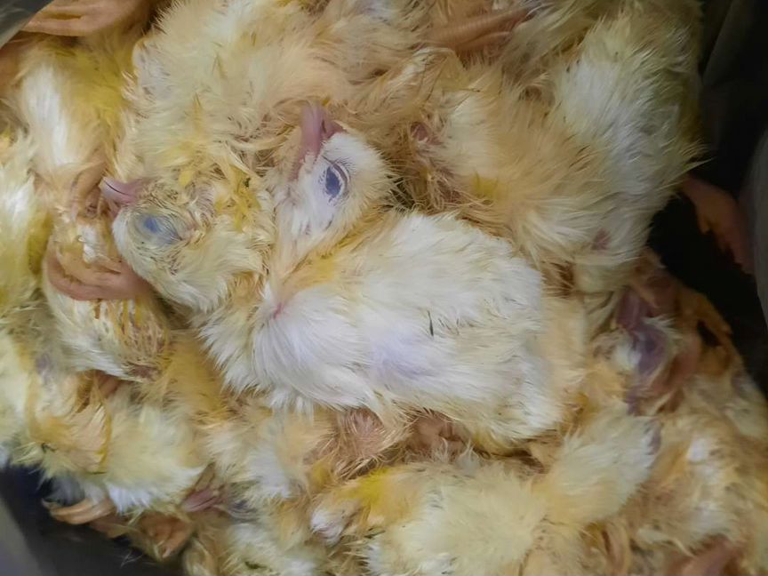 Цыплята,перепелята суточные корм