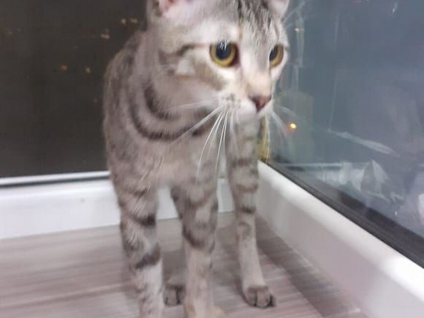 Котёнок Кася