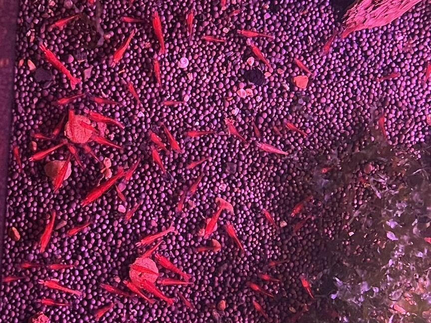 Аквариумные креветки (красная вишня), chery