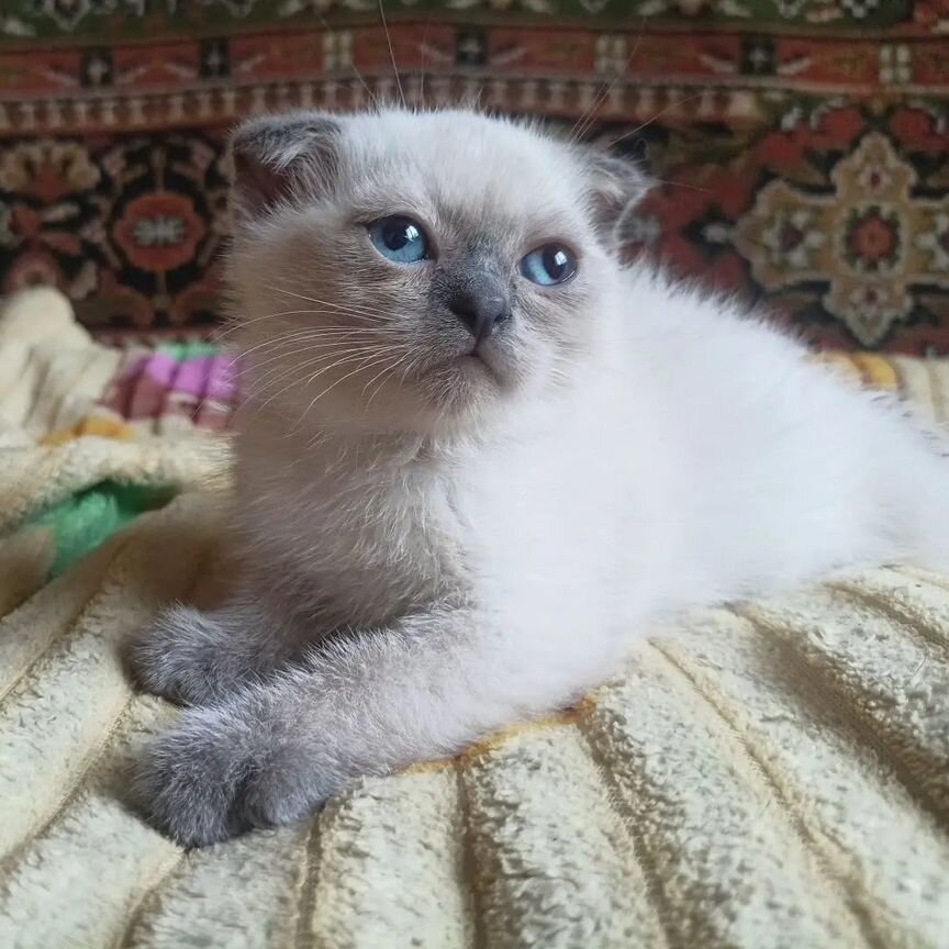 Тайский котёнок