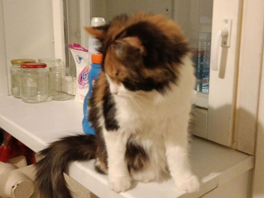 Отдам двух кошек бесплатно, приучины к лотку