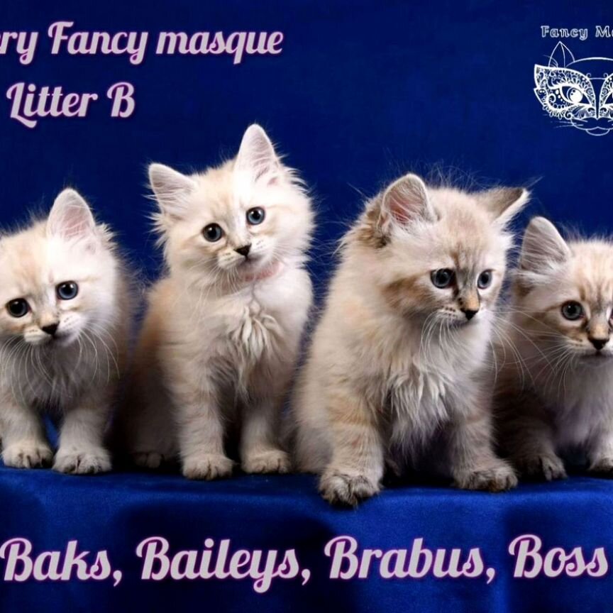 Невская маскарадная из питомника