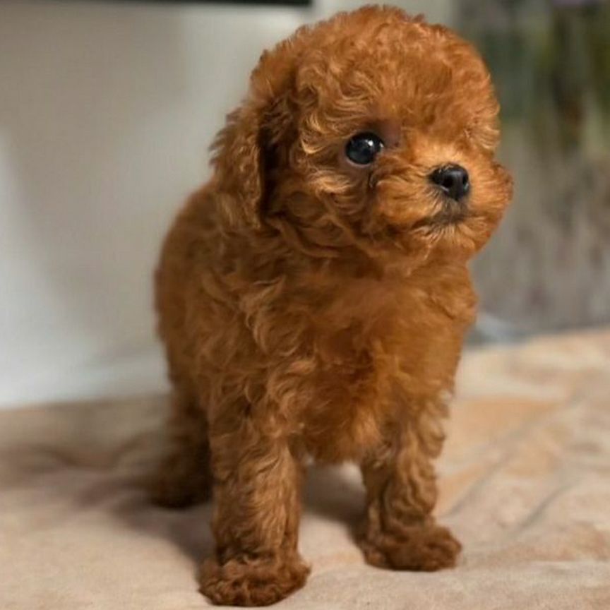 Собаки щенки мальтипу