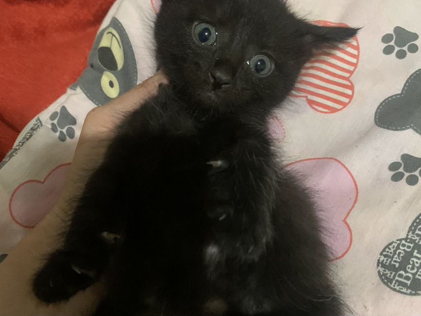 Котенок Сказка