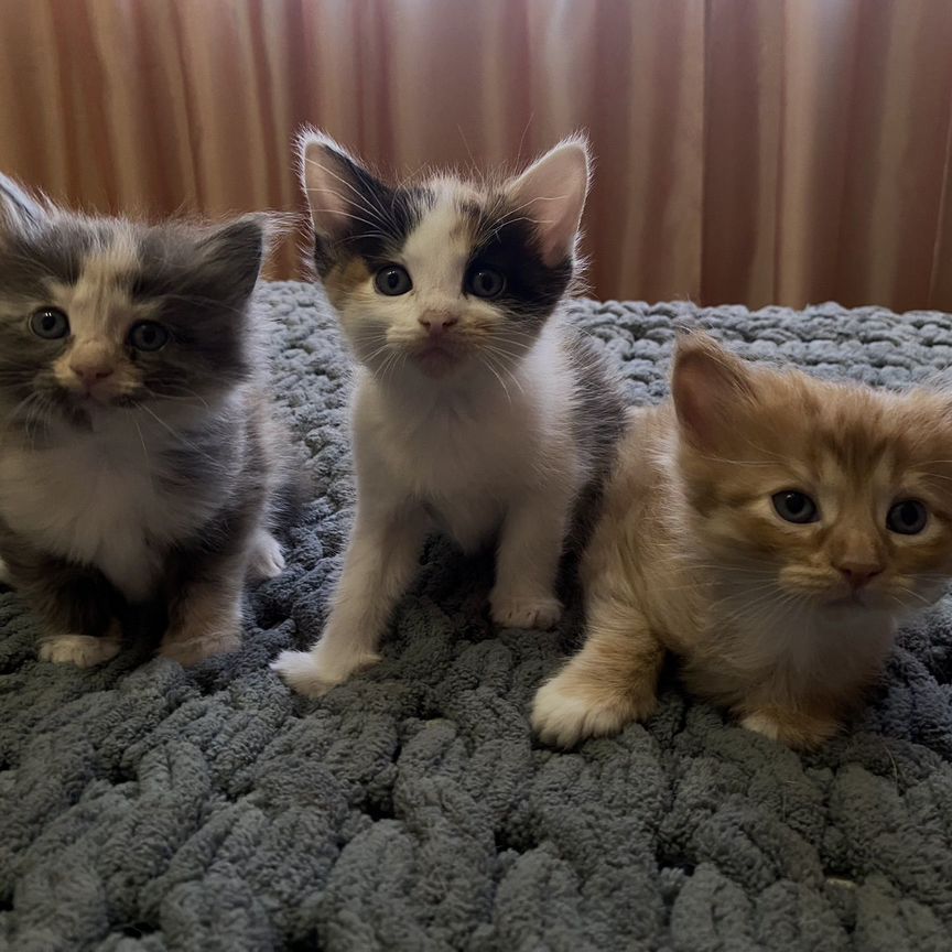 Котята в добрые руки