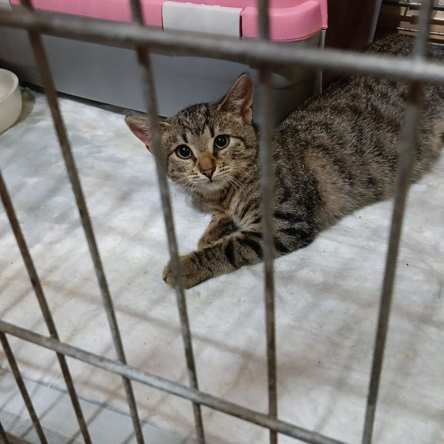 Котята в добрые руки даром