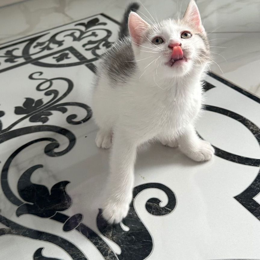 Котёнок в добрые руки