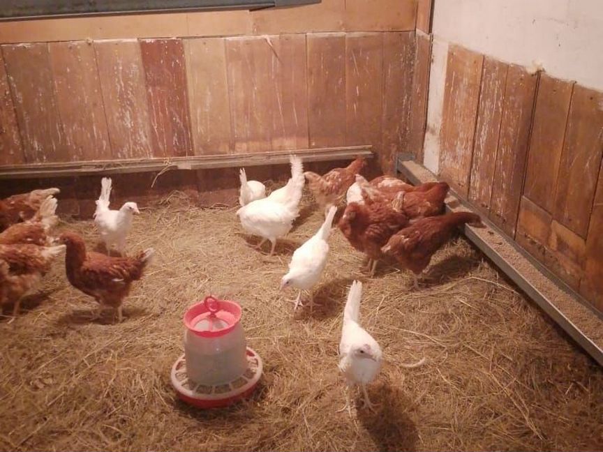 Куры молодки несушки
