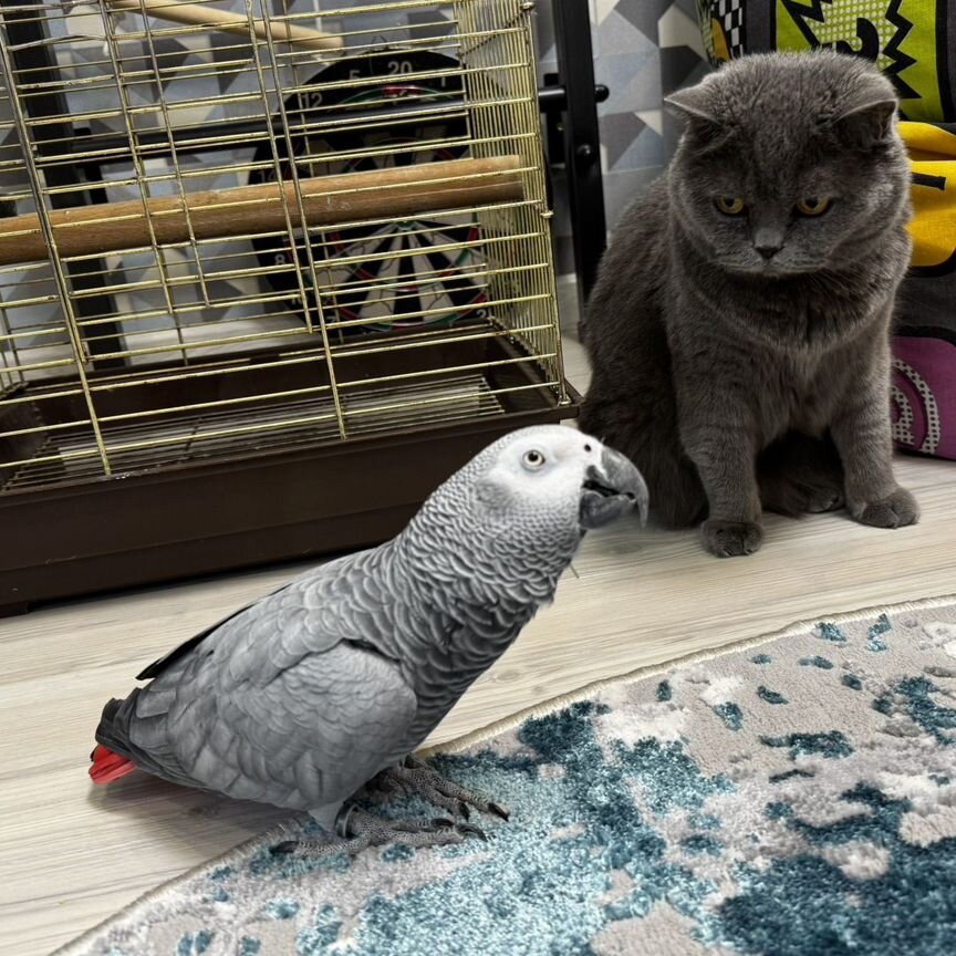 Говорящий попугай