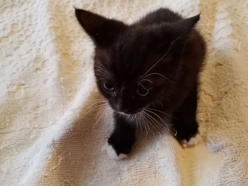 Котенок в хорошие руки